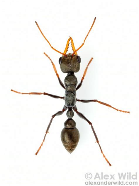 Odontomachus Alex Wild Artofit