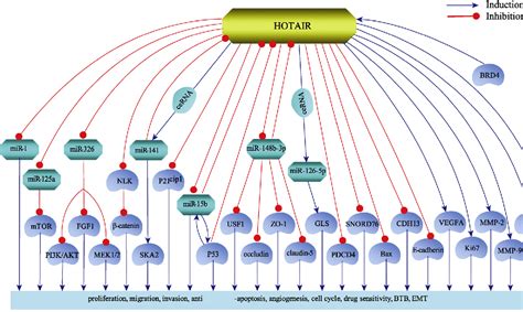 Figure 1 From Progress Of Long Non Coding Rna Hotair In Glioma Semantic Scholar