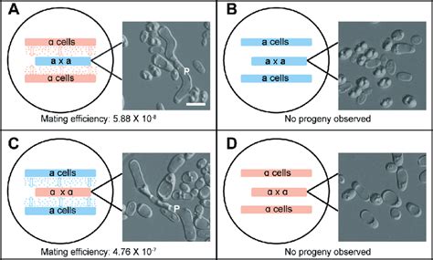 Opposite Sex Cells Induce Same Sex Mating Of C Tropicalis In A Download Scientific Diagram