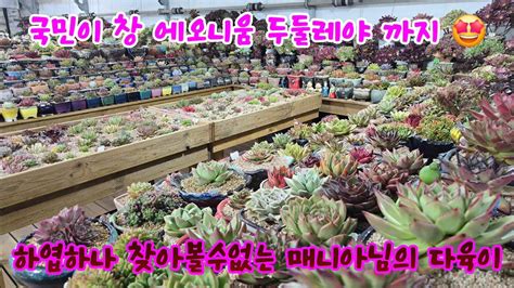각종 다육식물 모두 섭렵하신 매니아님 하엽하나없이 깔끔하게 관리하며 키운 이쁜 아가들 구경 묵둥이 국민이 창 에오니움
