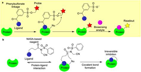 Affinity Driven Protein Chemical Modifications A The Ld Based