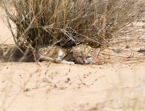 Sand Cat Kittens Captured On Video In Wild For First Time The