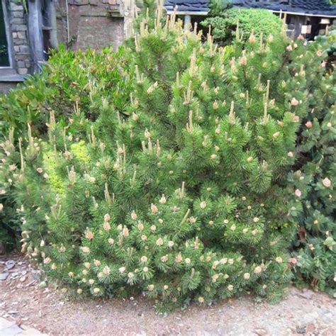 Pinus Mugo Pinus Mugo Mughus Dwarf Mountain Pine