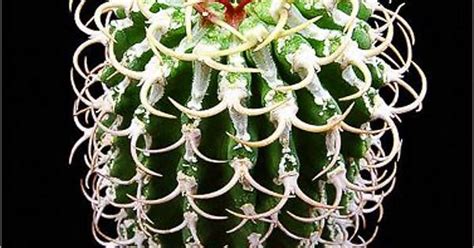 Euphorbia Columnaris Album On Imgur