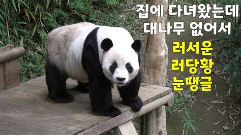 에버랜드 판다 집에 다녀왔는데 대나무 없어서 서운하고 당황한 러바오는 눈땡글 푸바오는 졸려서 어부바 나무위에서 귀엽게 낮잠자고~ 벤치에 가니 대나무 있네
