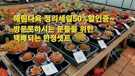 해림다육정리세일50할인중~방분못하시는분들을 위한 택배한정셋트 해림다육 택배셋트 다육이50할인 Youtube