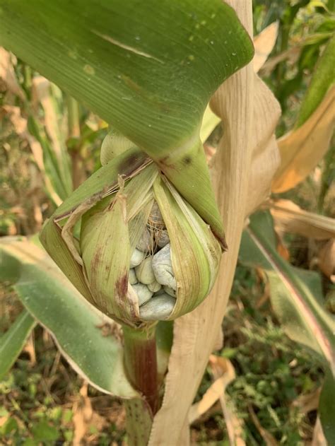 What Is This Mutation On My Corn Rfarming