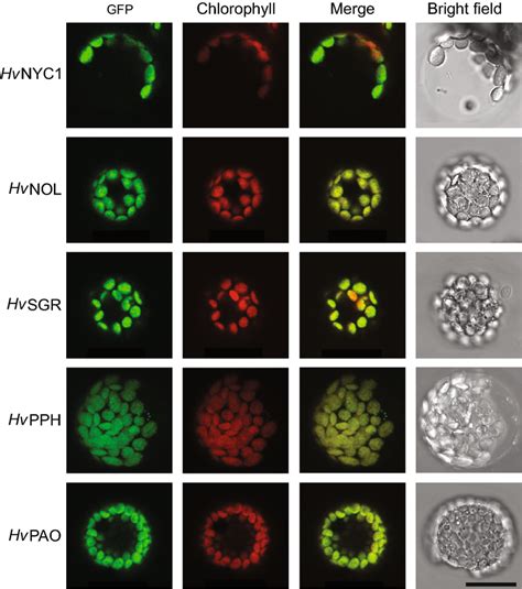 Transient Expression Of Cce Gfp Fusion Constructs In Barley Mesophyll