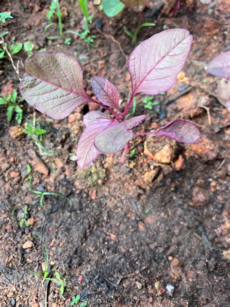 Weed Detection Object Detection Dataset By Jurioke