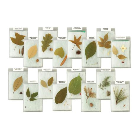 Tree Seedling Identification Seeds Identification Print Wall Art