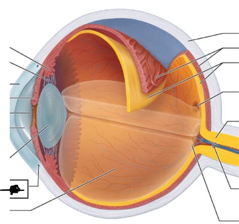 Eye Diagram 2 Diagram Quizlet