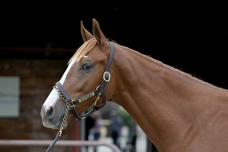 Goldencents Horse Profile Bloodhorse