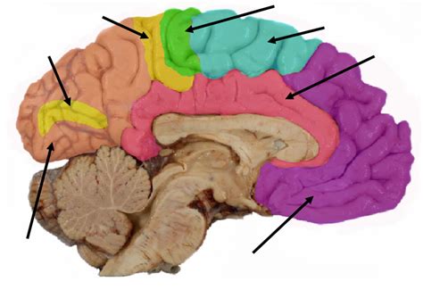 Neuronal Communication 2 Diagram Quizlet