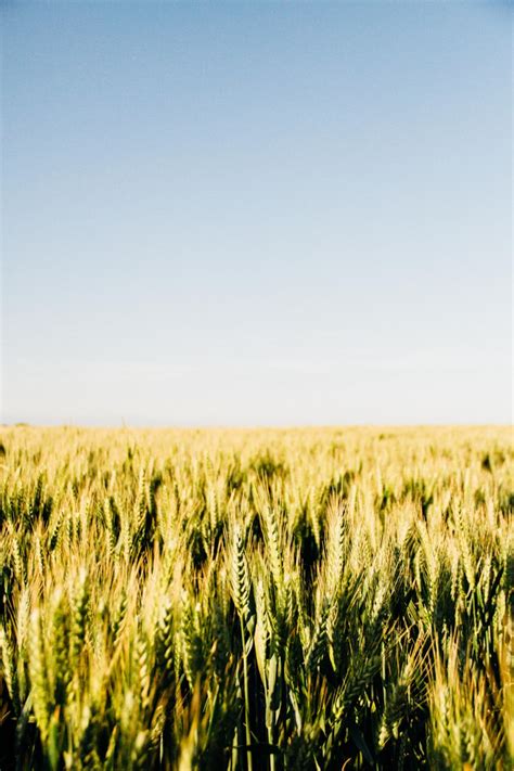 Harnessing The Power Of Iot Enabled Sensors For Optimizing Crop Growing