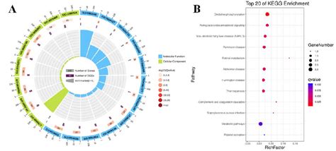 Functional Annotation Analysis On The Up Regulated Proteins Which Were Download Scientific