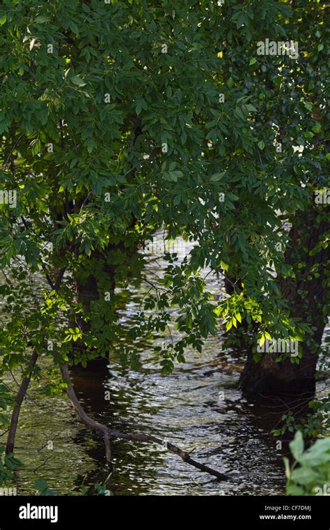 Close Up Of Flood Of River Trees Under Water Flooding Tree Waterlogged Tree From Above Overhed