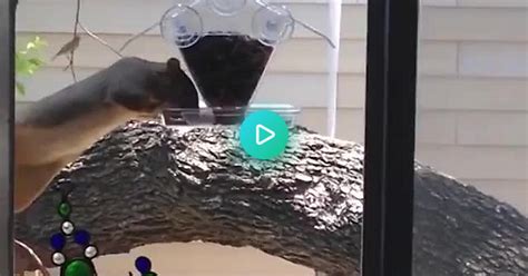 Clumsy Squirrels Album On Imgur