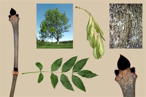 How To Identify British Trees Bbc Gardeners World Magazine