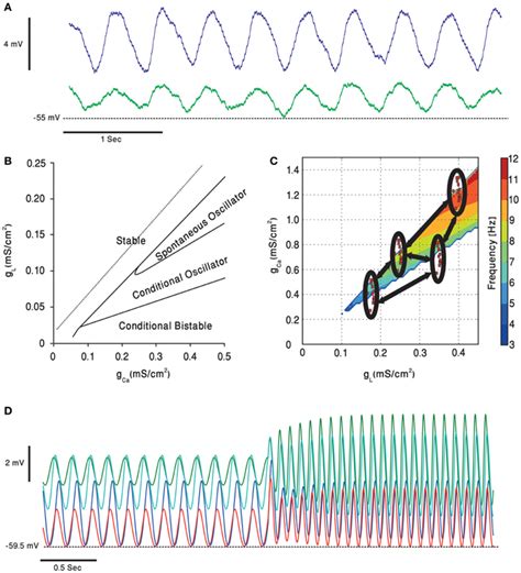 Subthreshold Oscillations Of The Olivary Neurons Membrane Potential