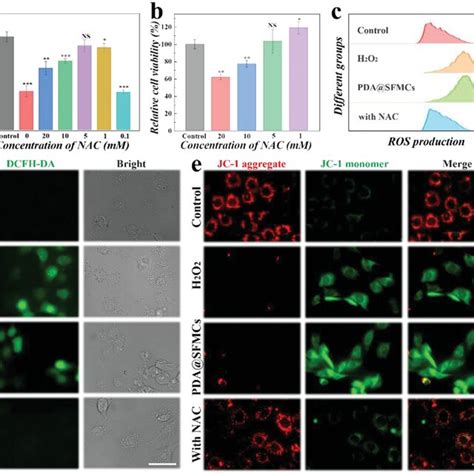 The Antioxidant Capacity Of Nac‐loaded Pdasfmcs On Hei‐oc1 Cells A