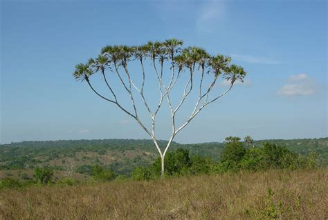 Pseudo Palindromic Paths In A Binary Tree By Omar Faroque Algorithm And Datastructure Medium