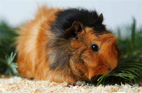 The Ultimate Guide To Guinea Pig Breeds Chewy