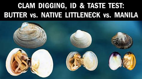 Clam Digging Id And Taste Test Butter Clams Vs Native Pacific