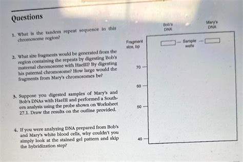 Solved Comparing Genomes 8 What Is A Str Microsatellite 9