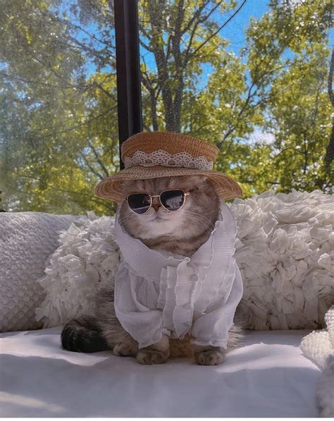 Pin By Tv On Cats Silly Cats Pictures Cute Cats Photos Cute Cats