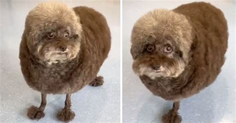 Dog Grooming Goes Hilariously Wrong In Viral Tiktok Video Faithpot