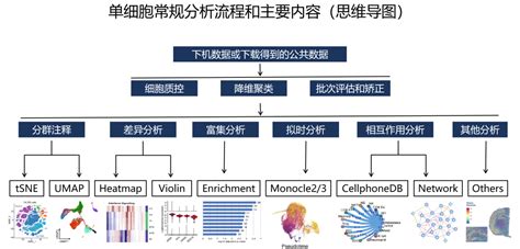 R语言学习笔记：从数据清洗到高级统计学和生物信息学 寻找marker基因 细胞注释