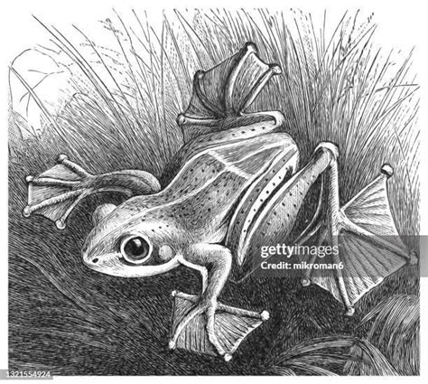 Frog Jumping Drawing