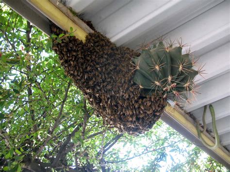Why Do Bees Swarm