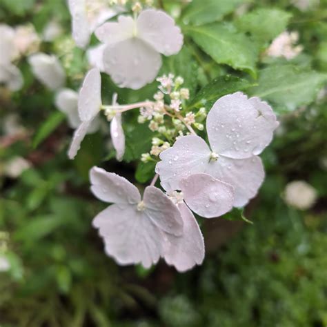Hydrangea X ‘fairytrail Bride Fairytrail Bride® Cascade Hydrangea