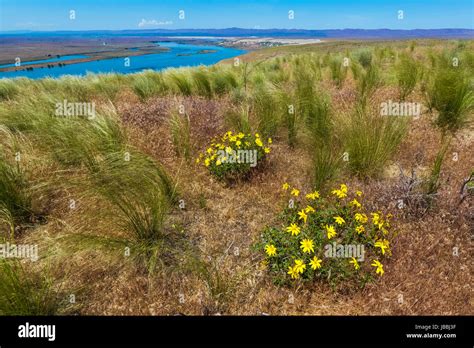 Wildflowers On The Bluffs Above The Columbia River On A Windy Day In