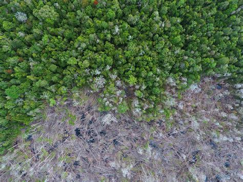 Using Insar To Determine Above Ground Biomass In Tropical Forests