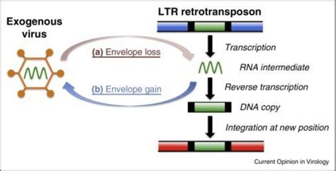 Fig N 13 Which Came First The Virus Or The Retrotransposon Ltr Download Scientific Diagram