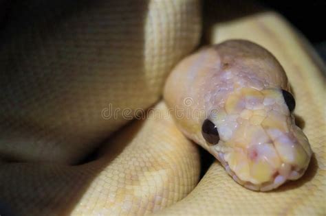 The Ball Python Coral Glow Champagne Morph Isolated On White Stock