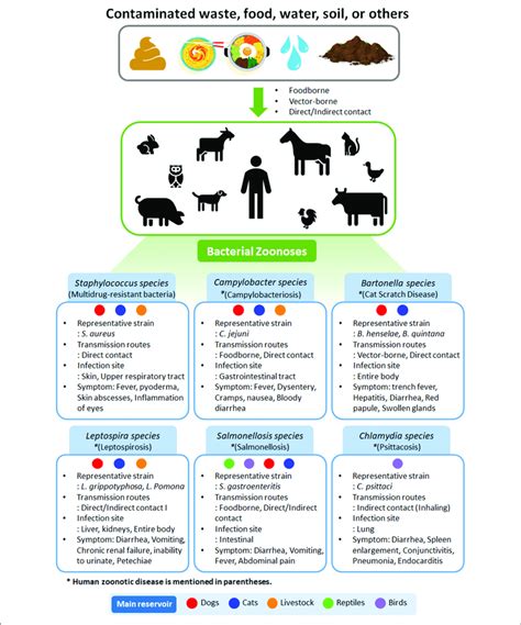 Types Of Bacterial Zoonoses In Humans And Animals Representative