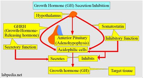 Growth Hormone Gh Acromegaly