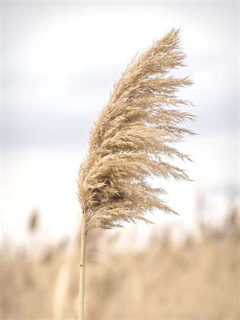 Alice Stewart Jewellery What Is My Birth Tree A Beginners Guide To