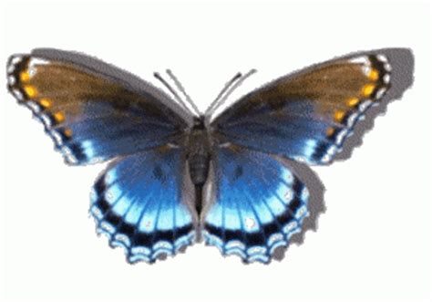 Animated Butterfly Backgrounds 