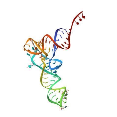 Rcsb Pdb 8bh4 Elongating E Coli 70s Ribosome Containing Deacylated