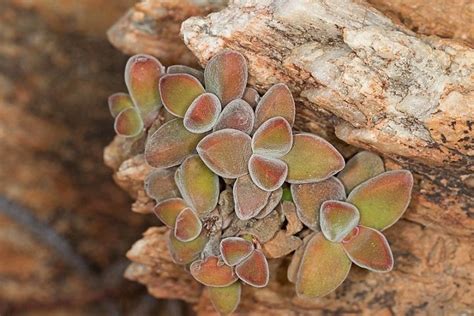 23 Fuzzy Leaf Succulent Species With Pictures Succulent Alley