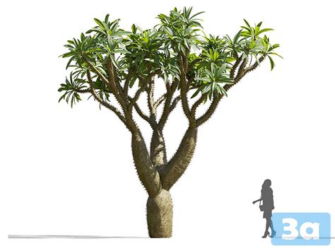 3d Tree Sketchup Model High Quality Tree Model