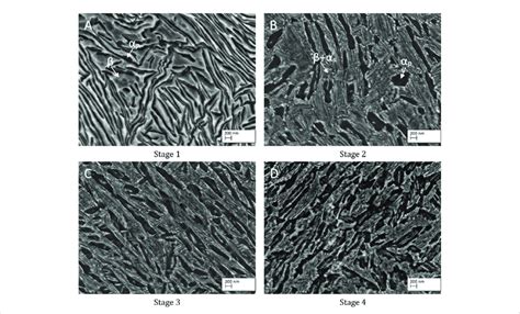 Microstructure Of The Four Different Tnz Stages A Stage 1 B Stage Download Scientific