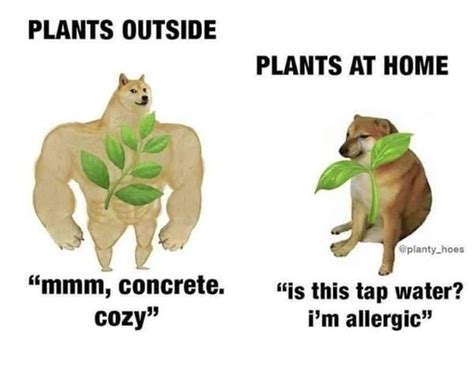Plants Outside Plants At Home Mmm Concrete Cozy Planty Planty Meme