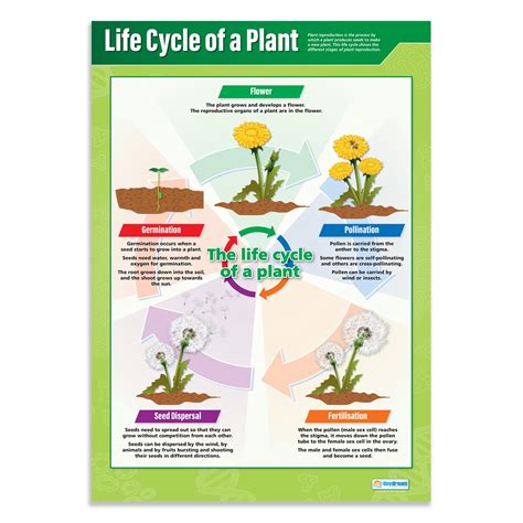 Buy Life Cycle Of A Science S Gloss Paper Measuring 850mm X 594mm