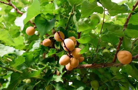 식물키우기 살구나무 키우기 관리법 물주기 햇빛 온도 습도 흙토양 비료