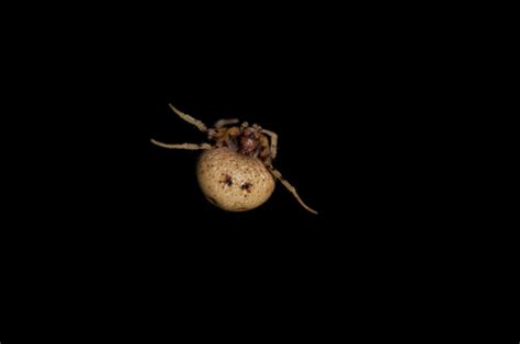 Bolas Spiders Spidersrule